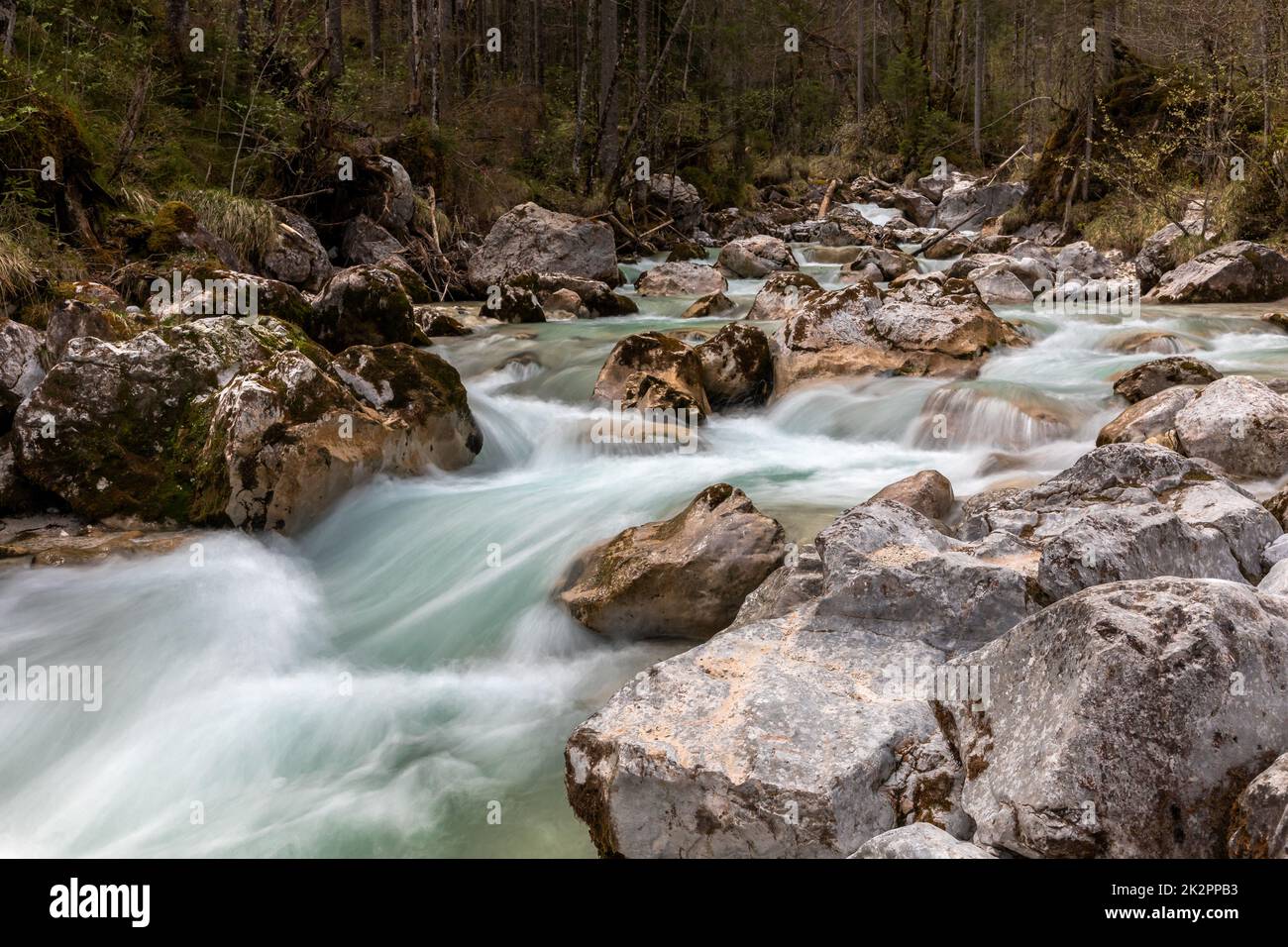 In the Zauberwald, enchanted forest, at lake Hintersee near Ramsau ...