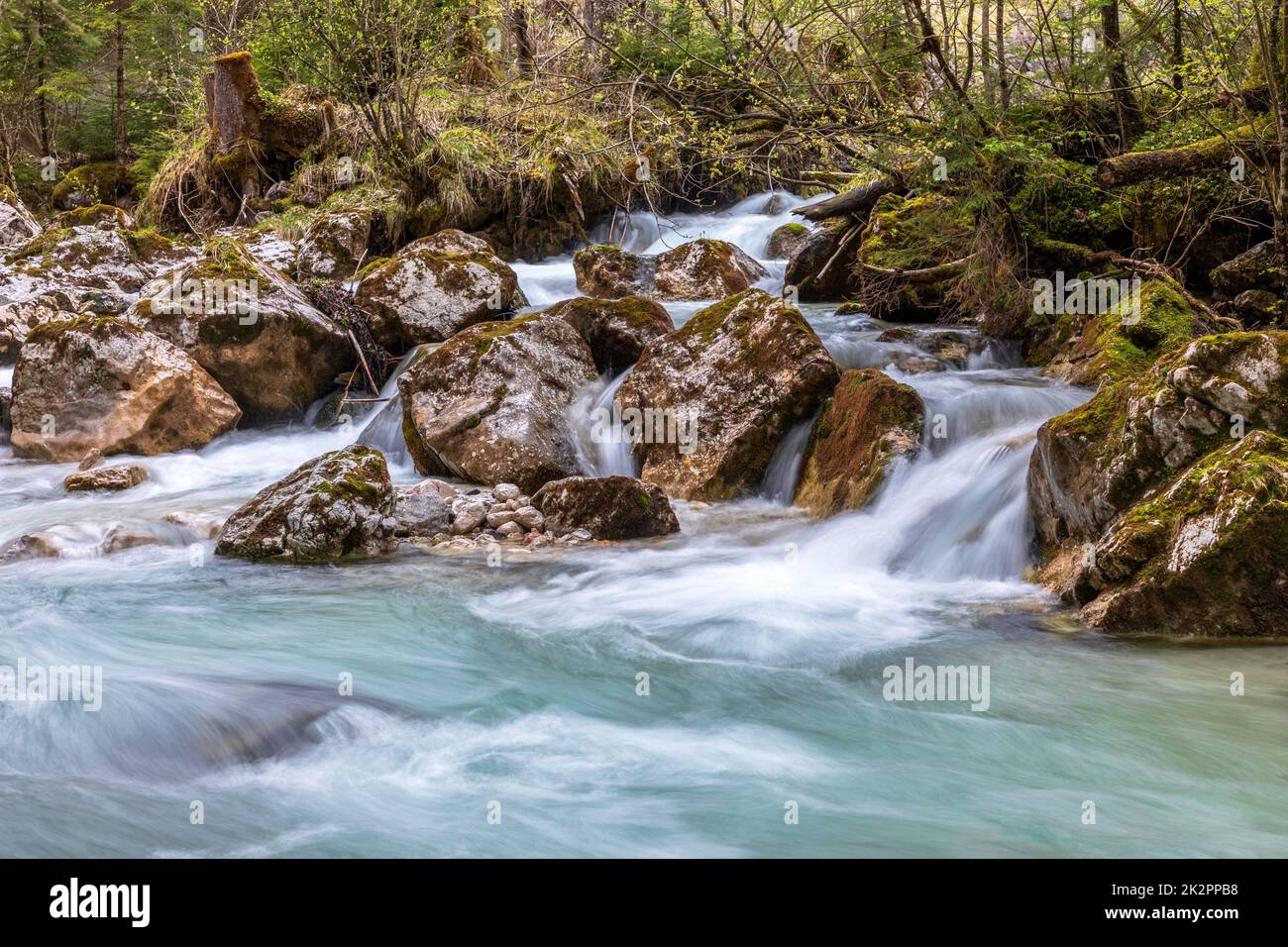 In the Zauberwald, enchanted forest, at lake Hintersee near Ramsau ...