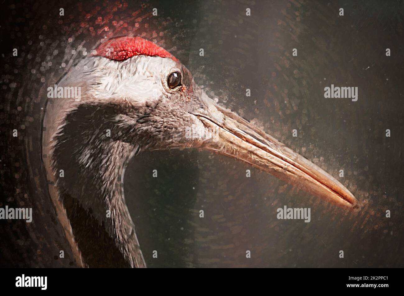 Manchurian crain portrait. Drawn illustration Stock Photo - Alamy