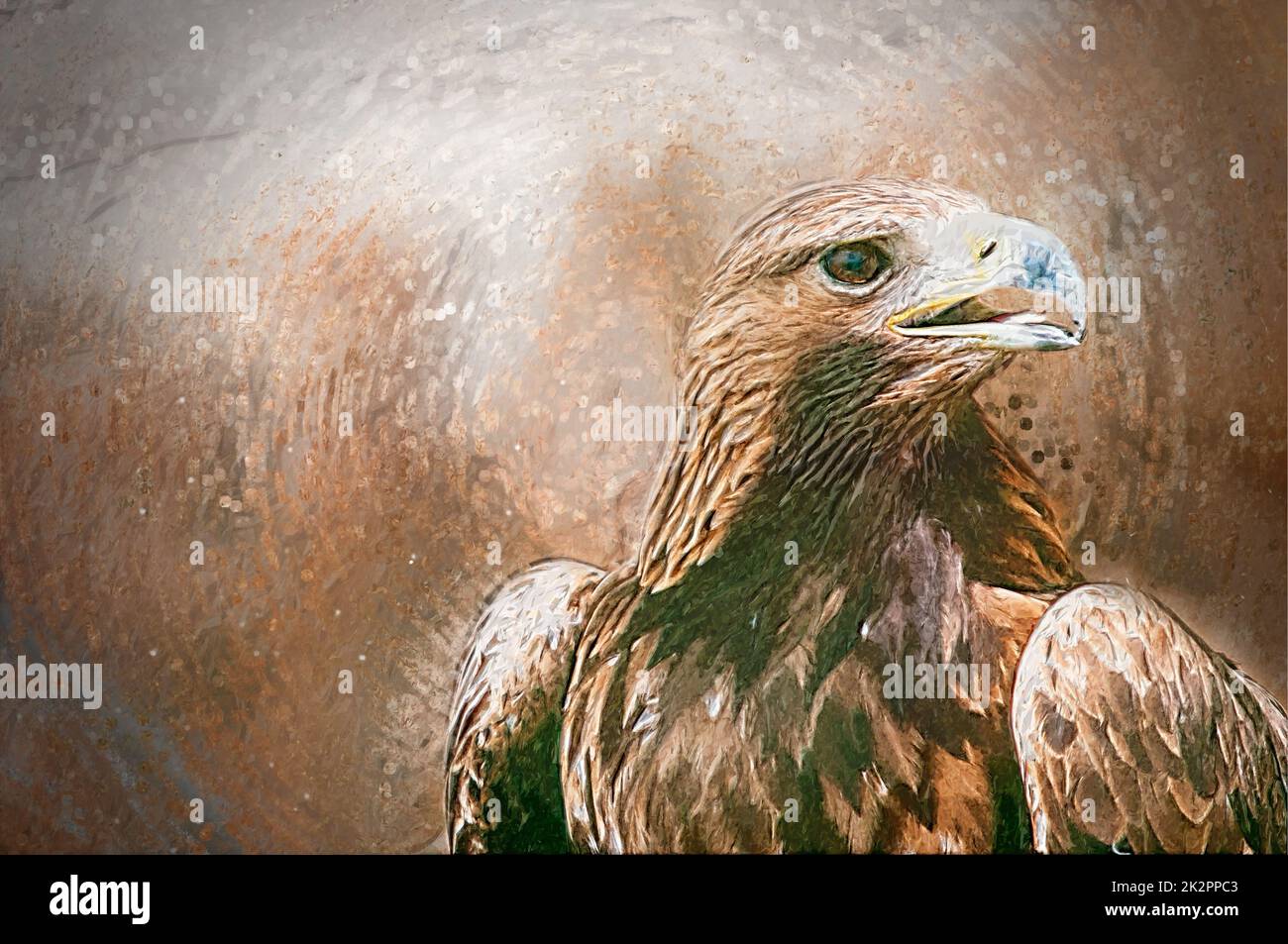Hawk portrait. Drawn illustration Stock Photo - Alamy