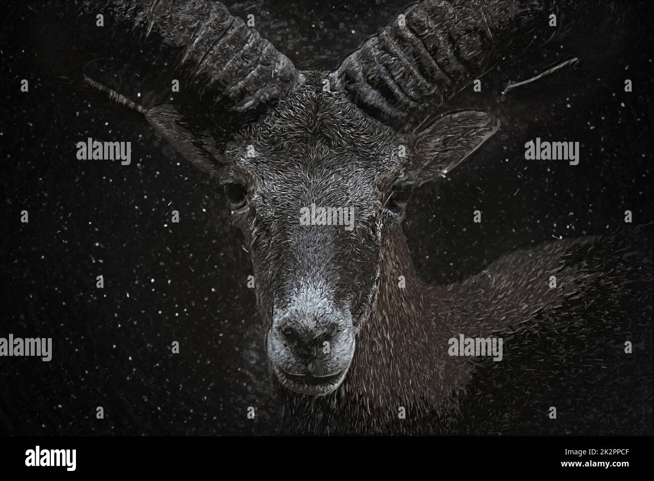 Drawing head mountain goat hi-res stock photography and images - Alamy