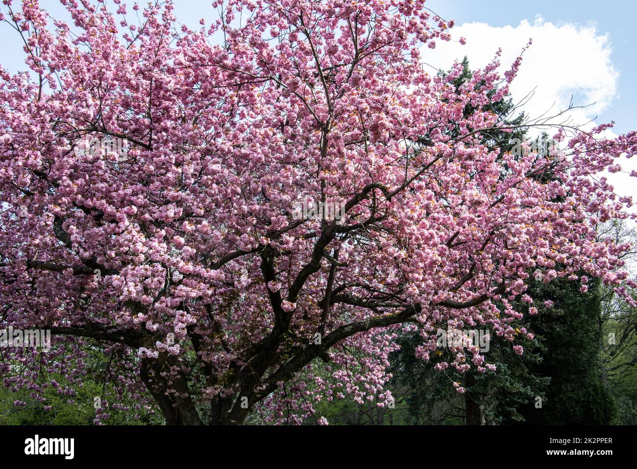 Japanese cherry blossom Stock Photo - Alamy
