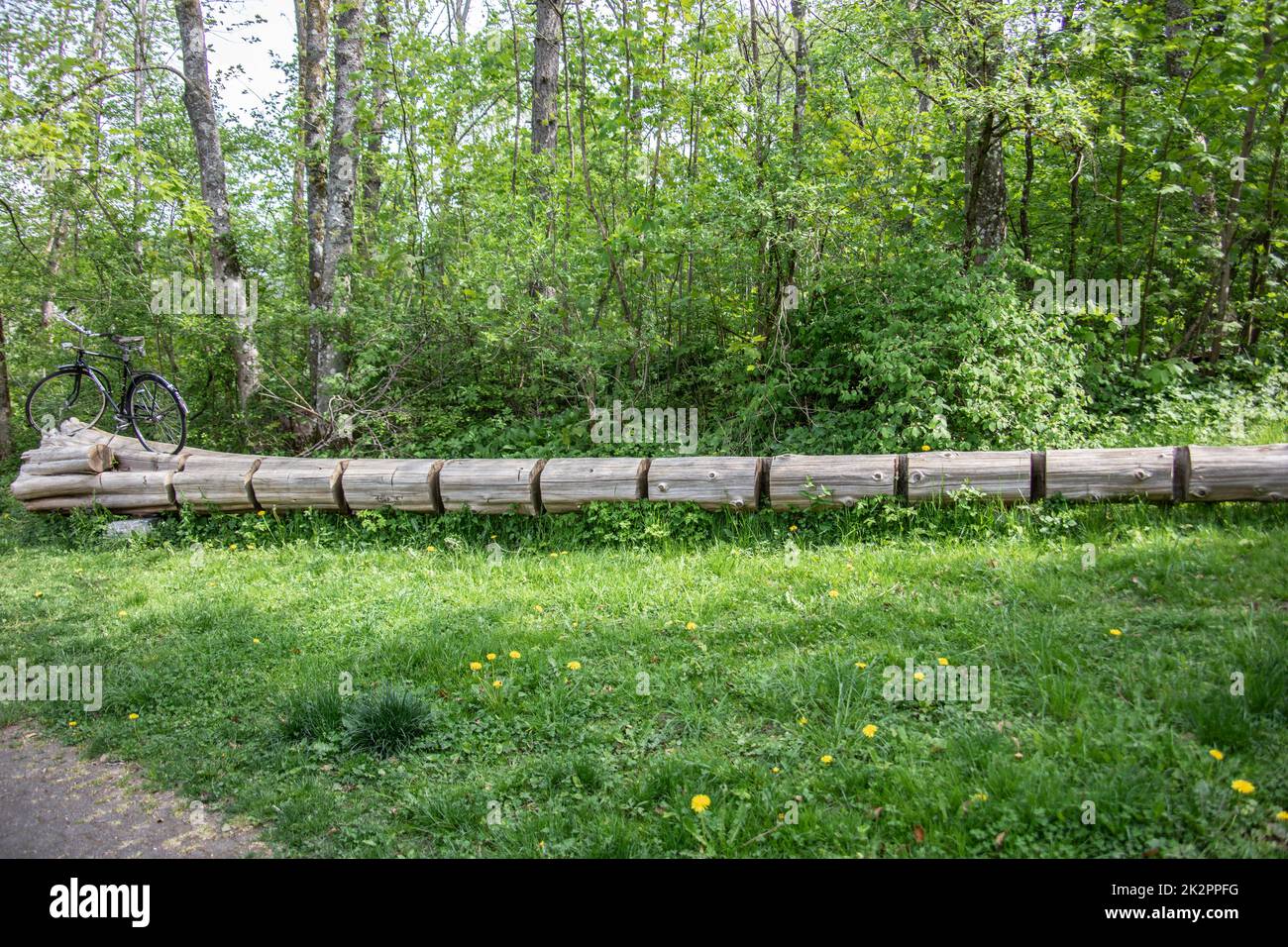 long tree in the Wood Stock Photo - Alamy