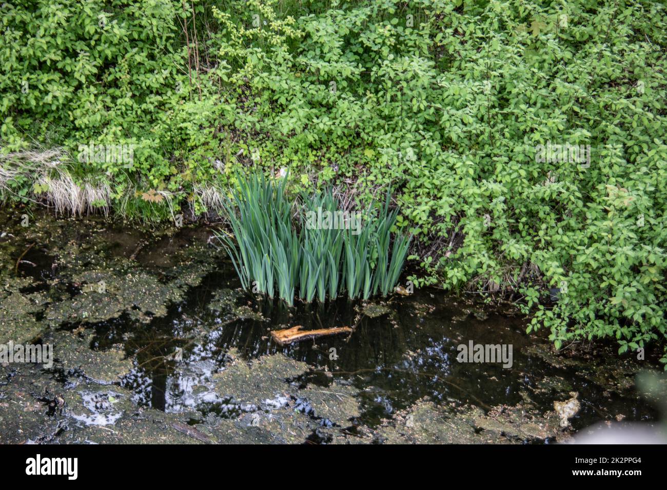 Moat with water Stock Photo - Alamy