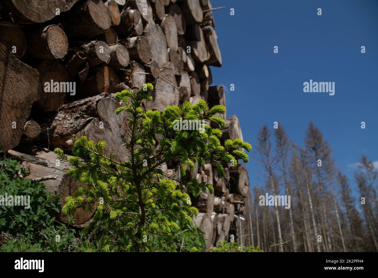 View to new tree branch in background felled trees and infested bark ...