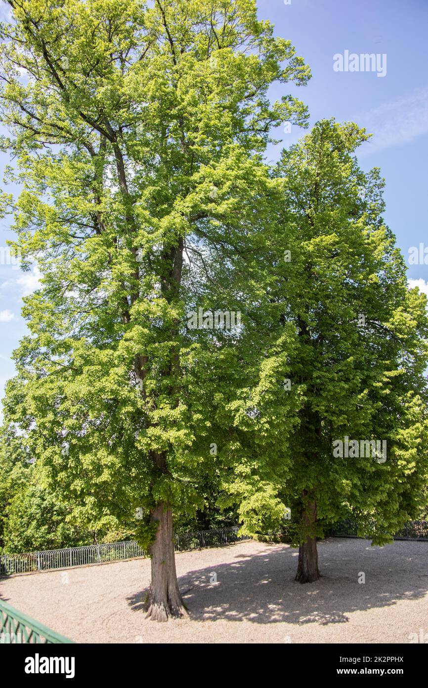 Wittgenstein castle bad laasphe hi-res stock photography and images - Alamy