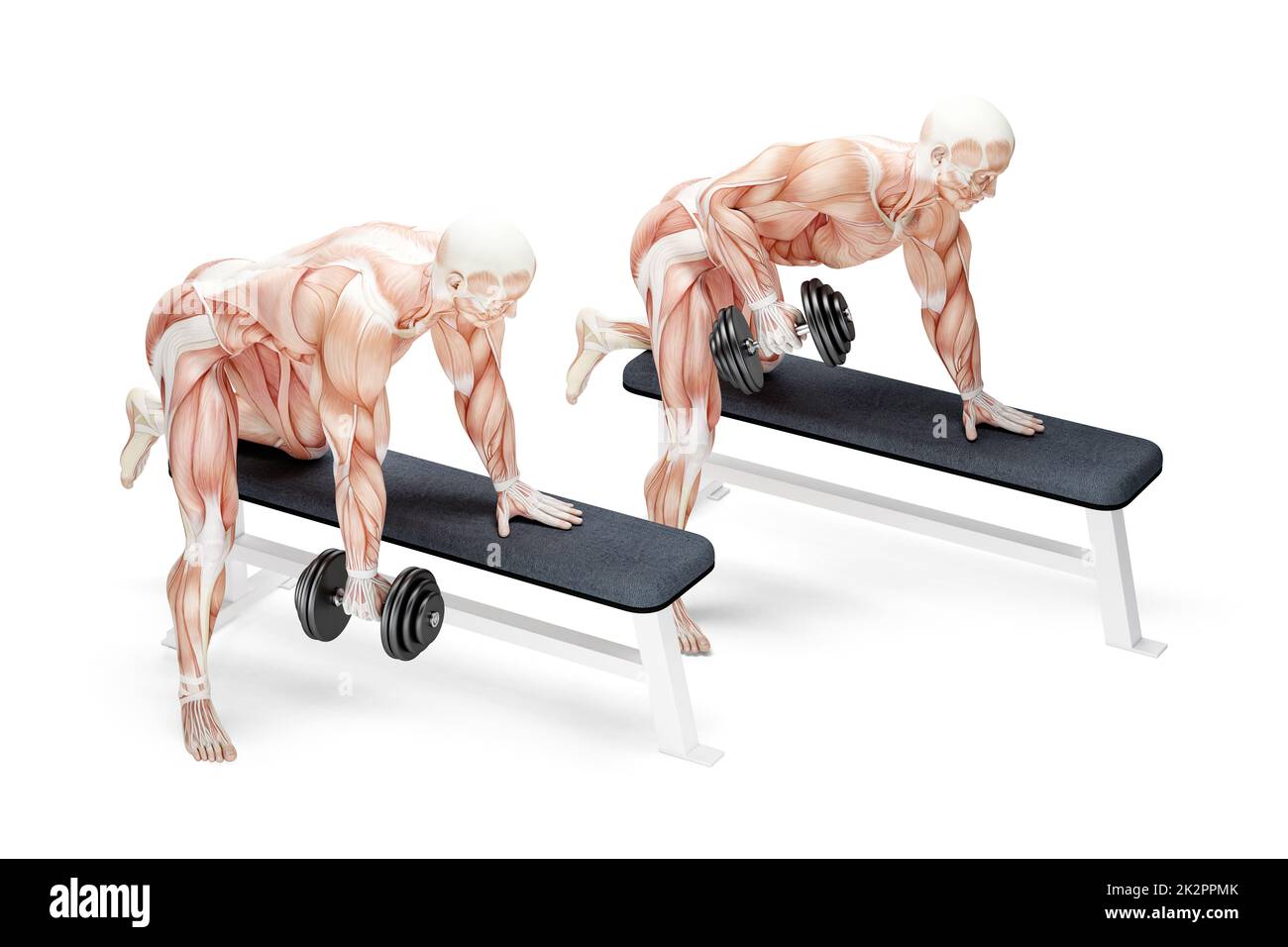 Dumbbell Rows exercise. Anatomical 3D illustration. Isolated with ...