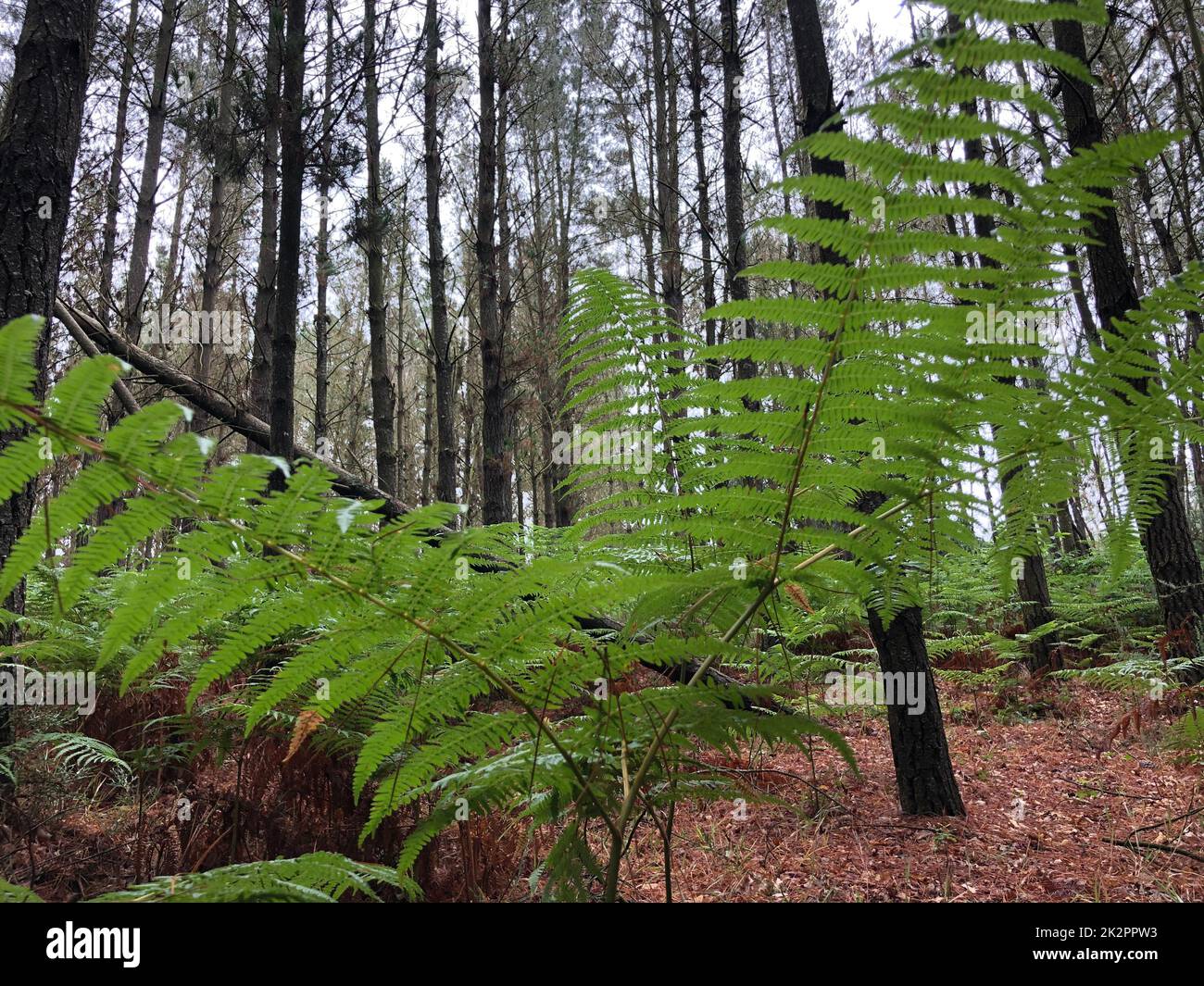 Vibrant green fern plant growing in a forest Stock Photo - Alamy