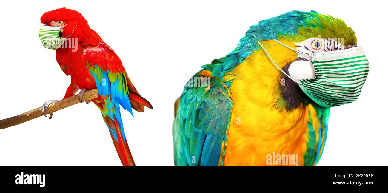 Macaw parrot with medical mask on vacation Stock Photo - Alamy