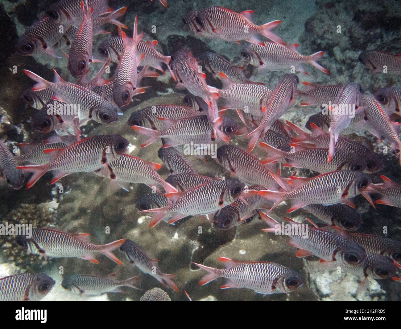 Seychelles, Mahe - Underwater Fishes at the Anse Takamaka Stock Photo ...