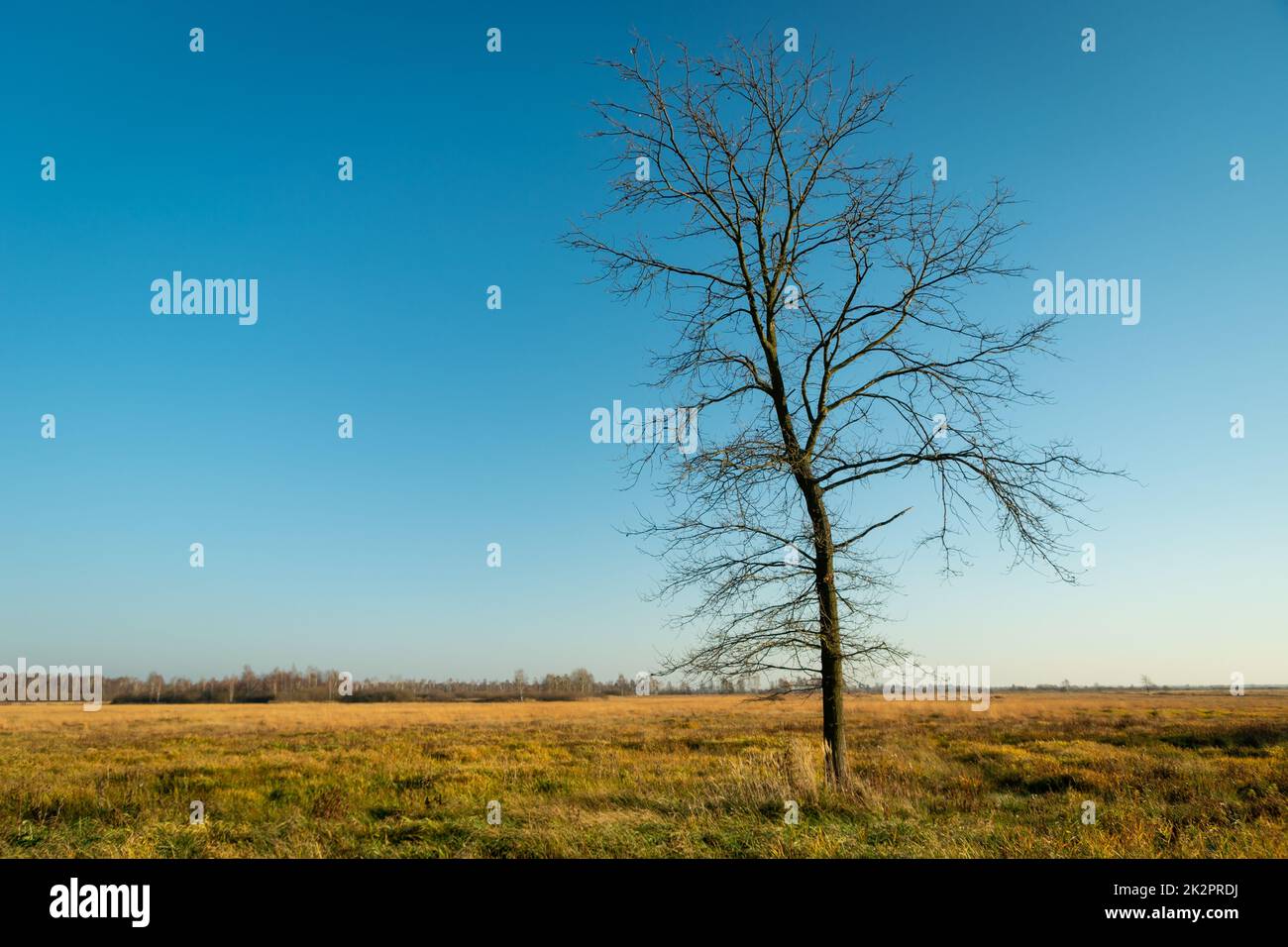 Tall tree without leaves in the meadow Stock Photo - Alamy