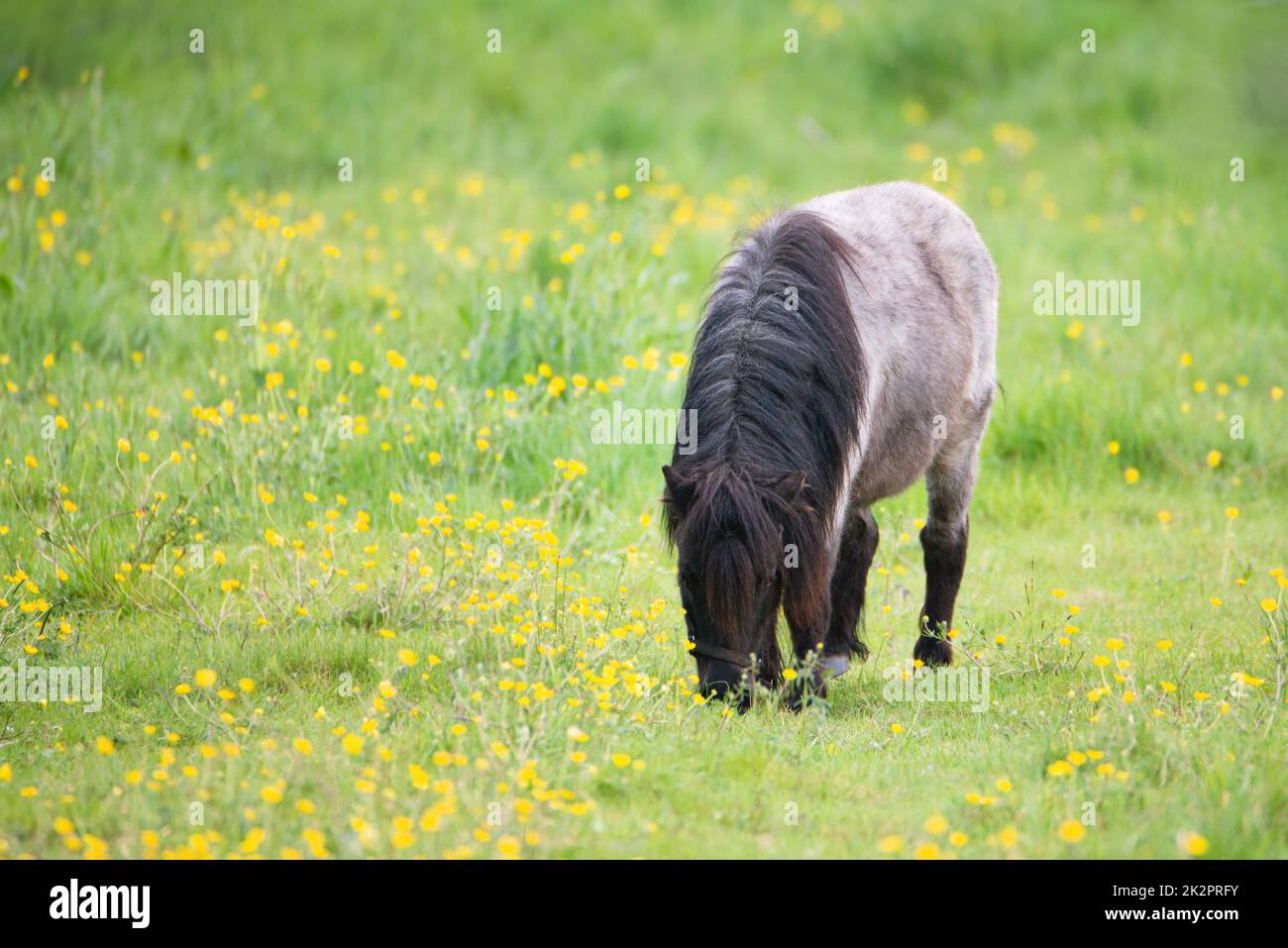 A pony is grazing on the meadow, animal farm in springtime, ranch with ...