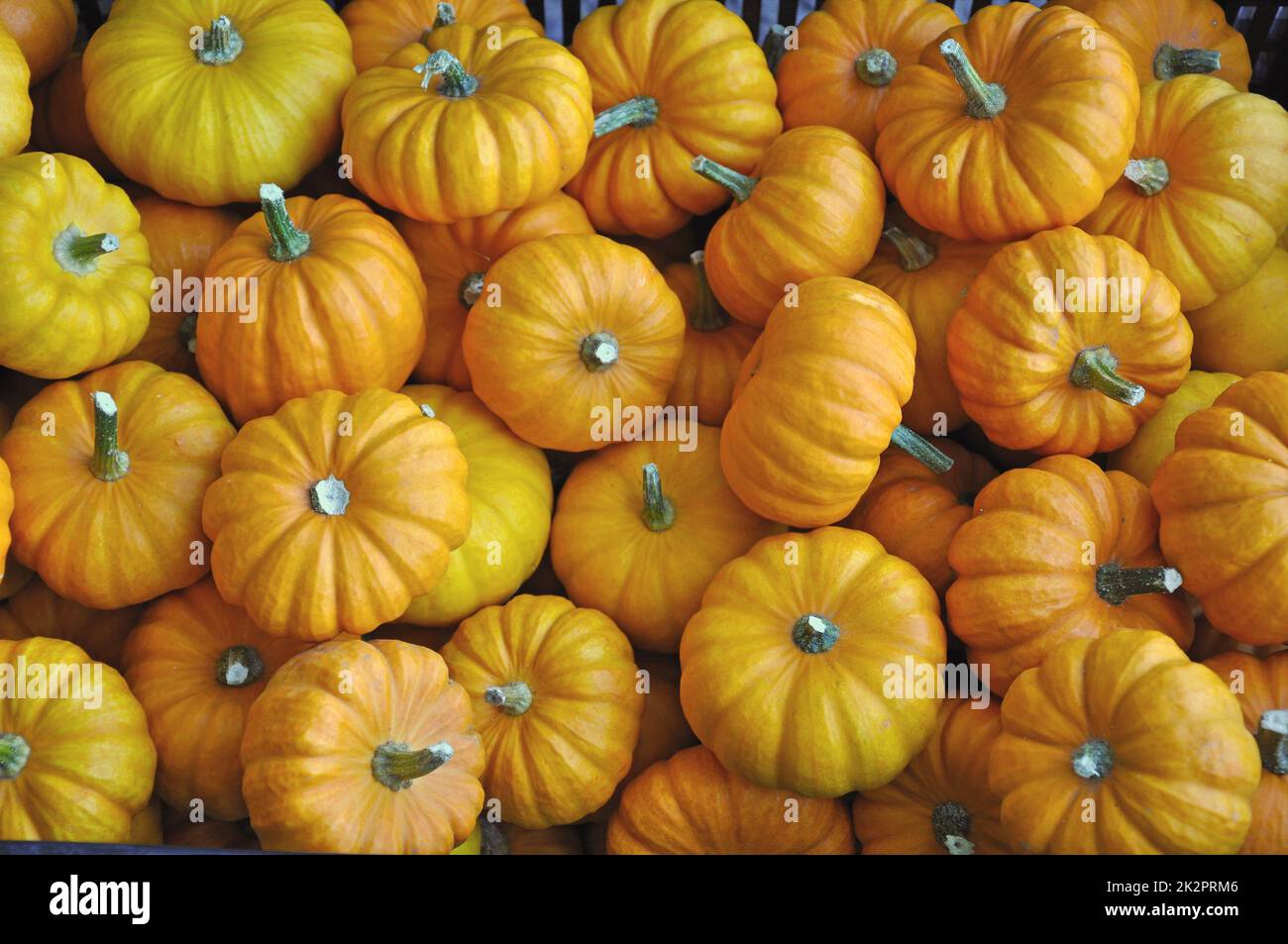 Mini pumpkins at market Stock Photo - Alamy