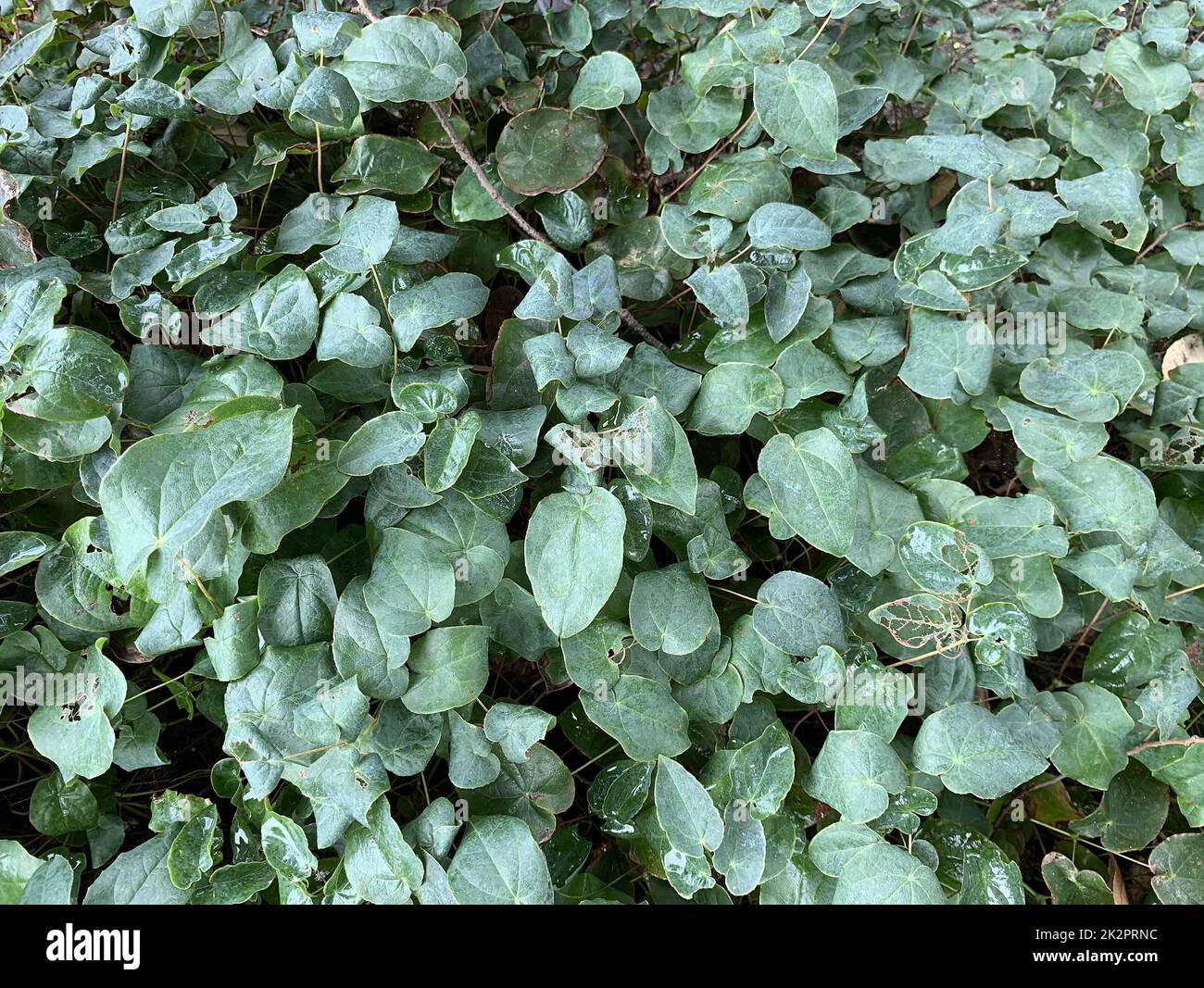 Epimedium pinnatum ssp colchicum hi-res stock photography and images ...