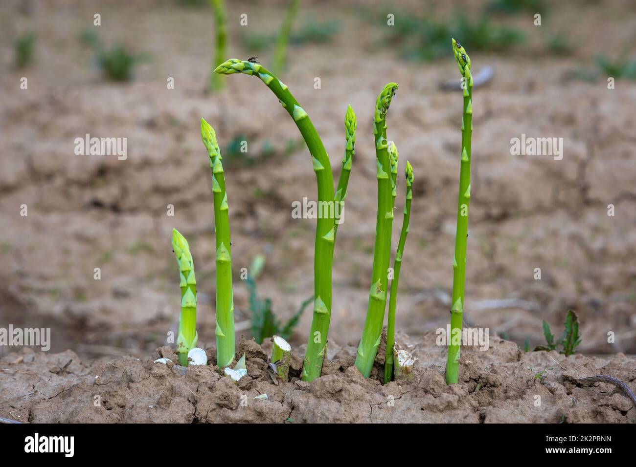 green asparagus sprouts Stock Photo - Alamy