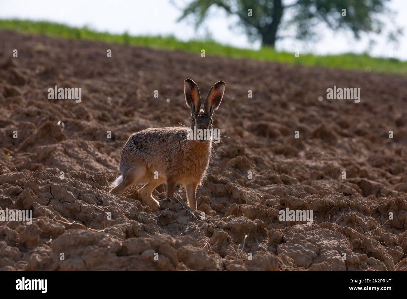 brown hare on a plugged field Stock Photo - Alamy