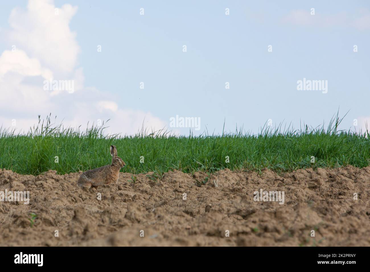 Rare rabbit hi-res stock photography and images - Alamy