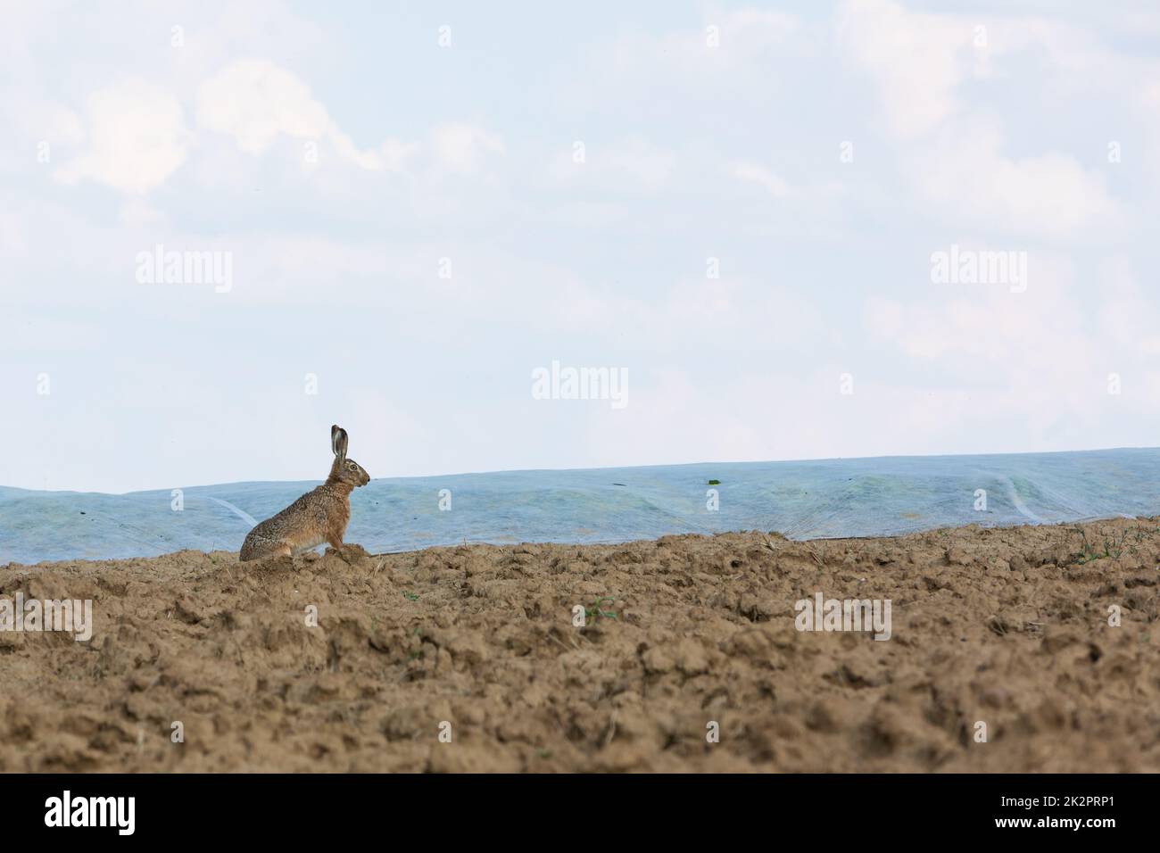 Hare sitting hi-res stock photography and images - Alamy