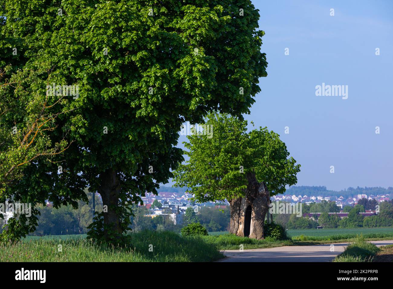 old and young linden tree Stock Photo - Alamy