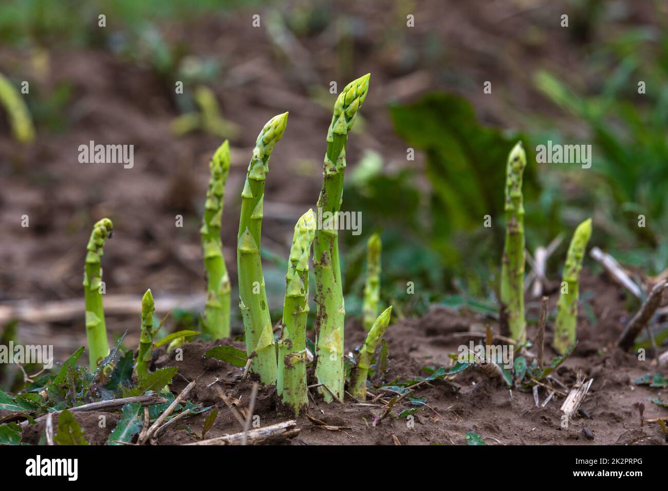 Grow outdoors green hi-res stock photography and images - Alamy