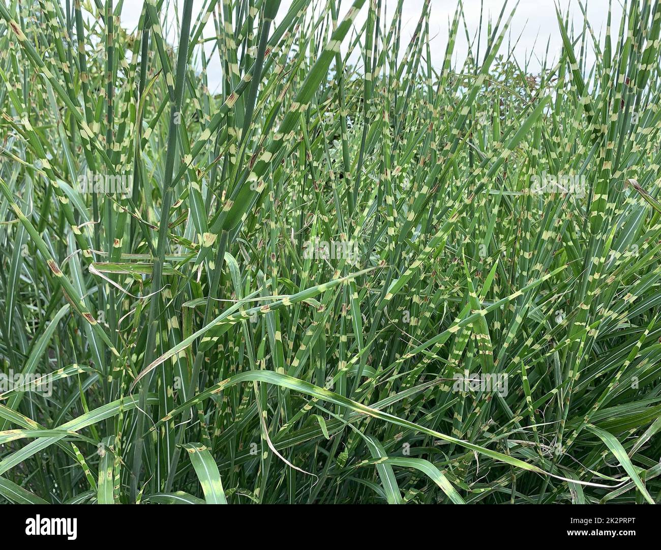 Close op of the perennial ornamental deciduous garden grass Miscanthus ...