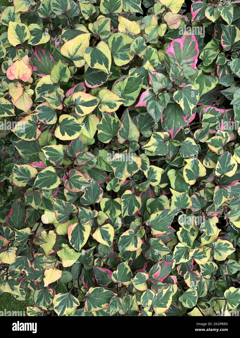 Close up of the wide spreading herbaceous perennial ground covering ...