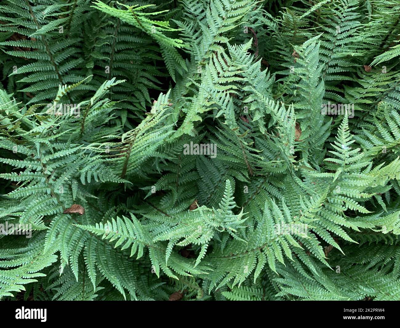 Close up of the semi-evergreen tall growing Dryopteris affinis Scaly ...