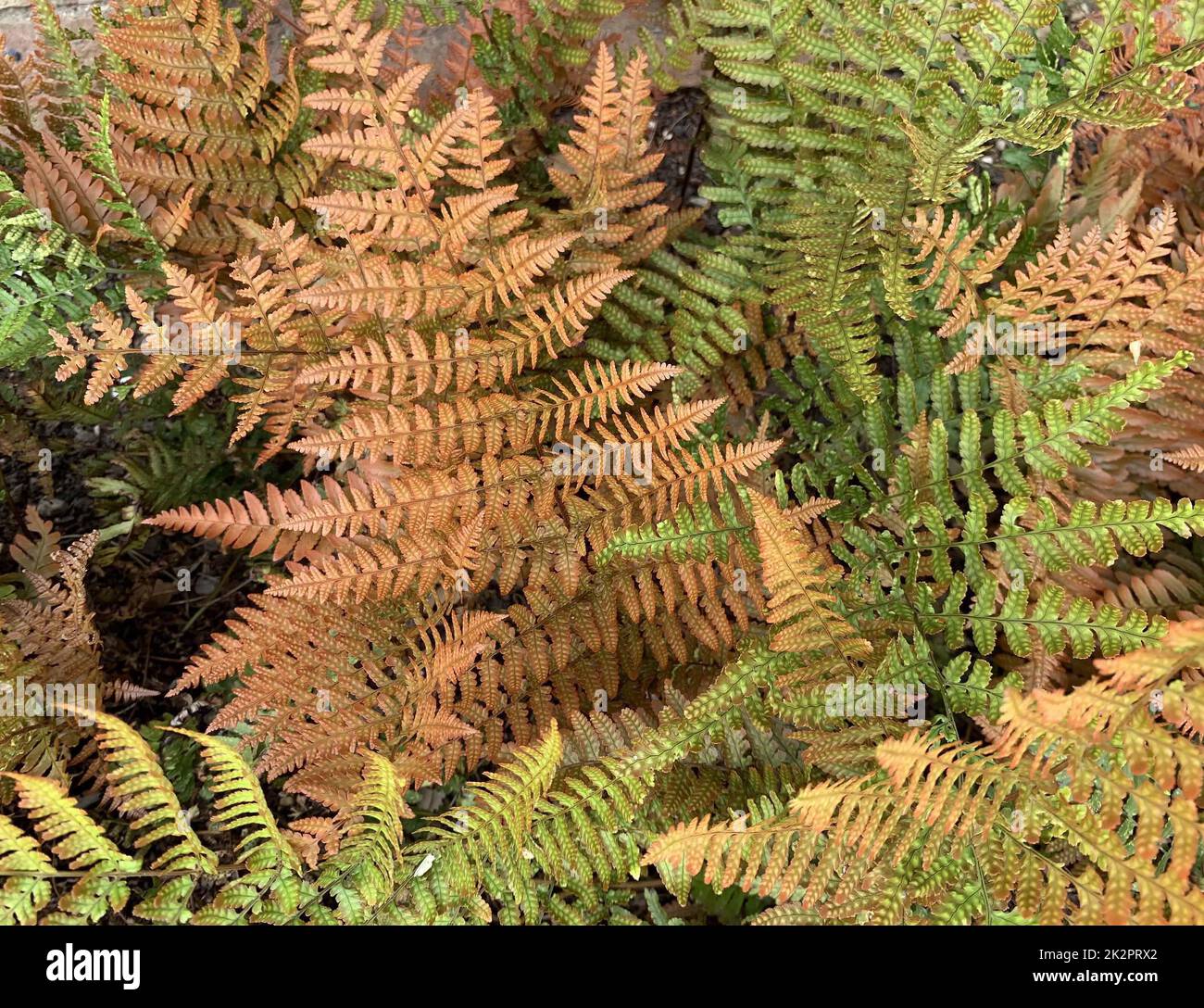Close up of the foliage fronds of Dryopteris erythrosora or copper ...