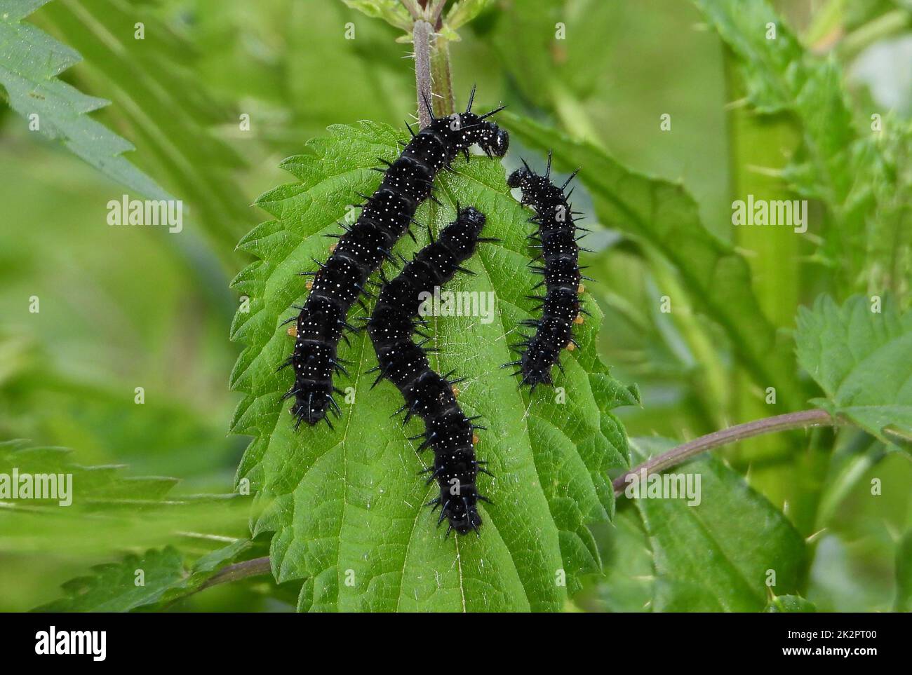 European peacock, caterpillars feeding on stinging nettle Stock Photo ...