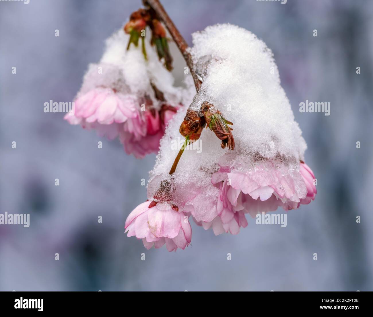 Do not touch cherry blossoms hi-res stock photography and images - Alamy