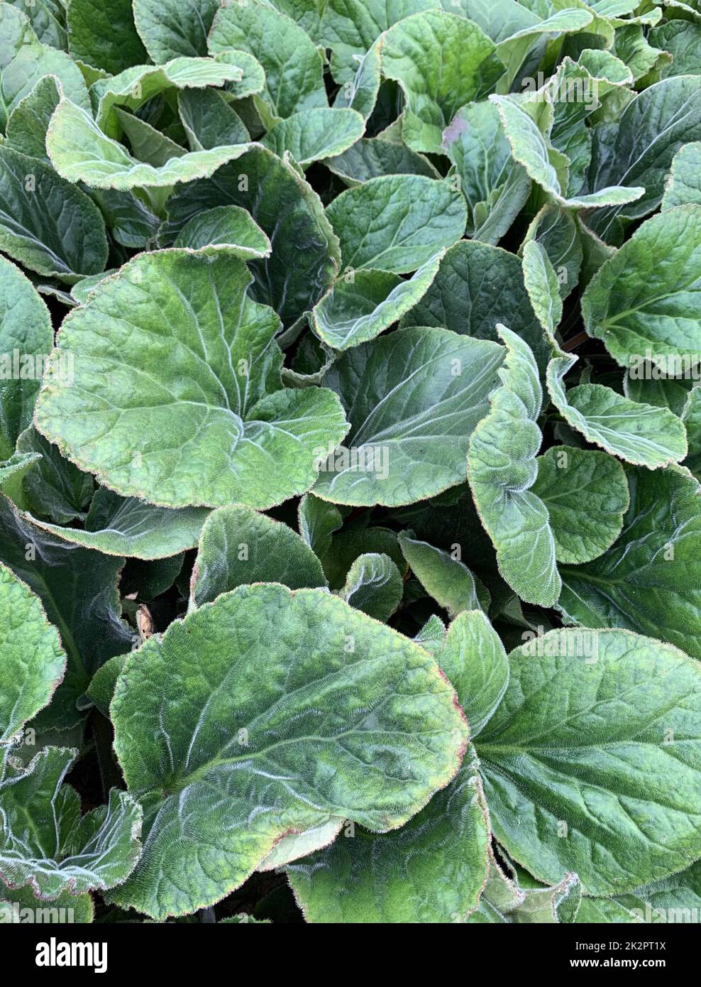 Close up of the evergreen clump forming perennial garden ground cover ...