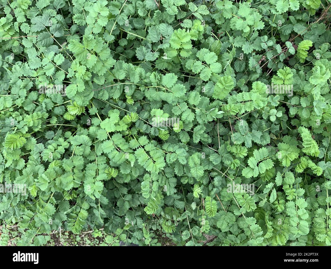 Close up of the herbaceous perennial edible garden plant with fern-like ...