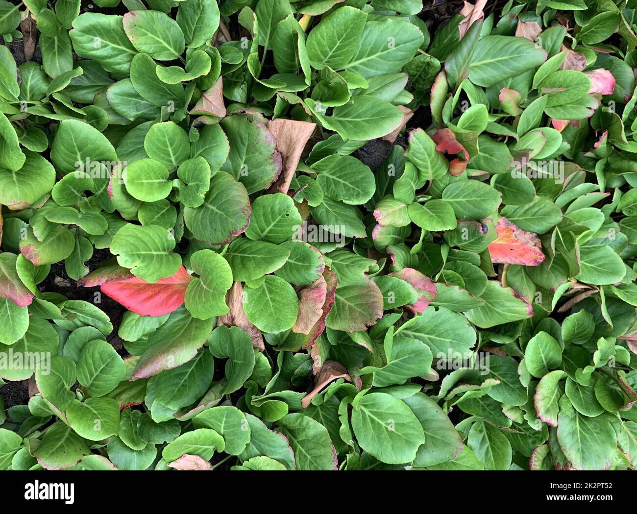 Close up of the evergreen clump forming perennial garden plant Bergenia ...
