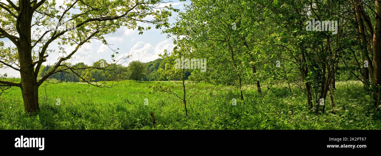Lush forest in the spring. A very sharp and detailed photo of the ...