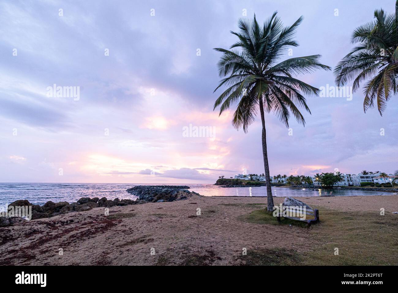 A small wooden bench under coconut tree on the beach during purple ...