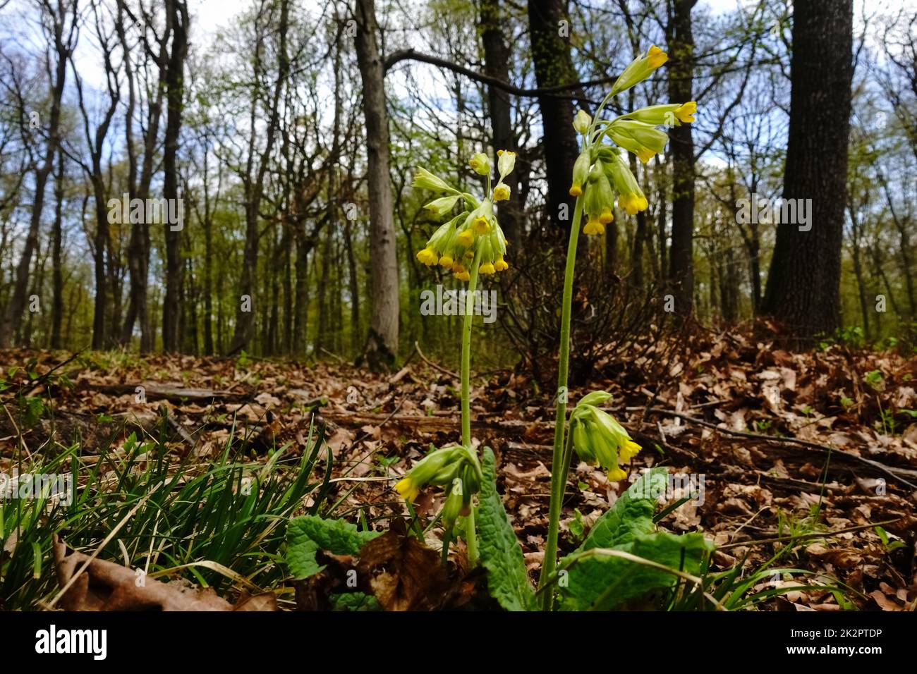 Herbal tea fresh cowslip hi-res stock photography and images - Alamy
