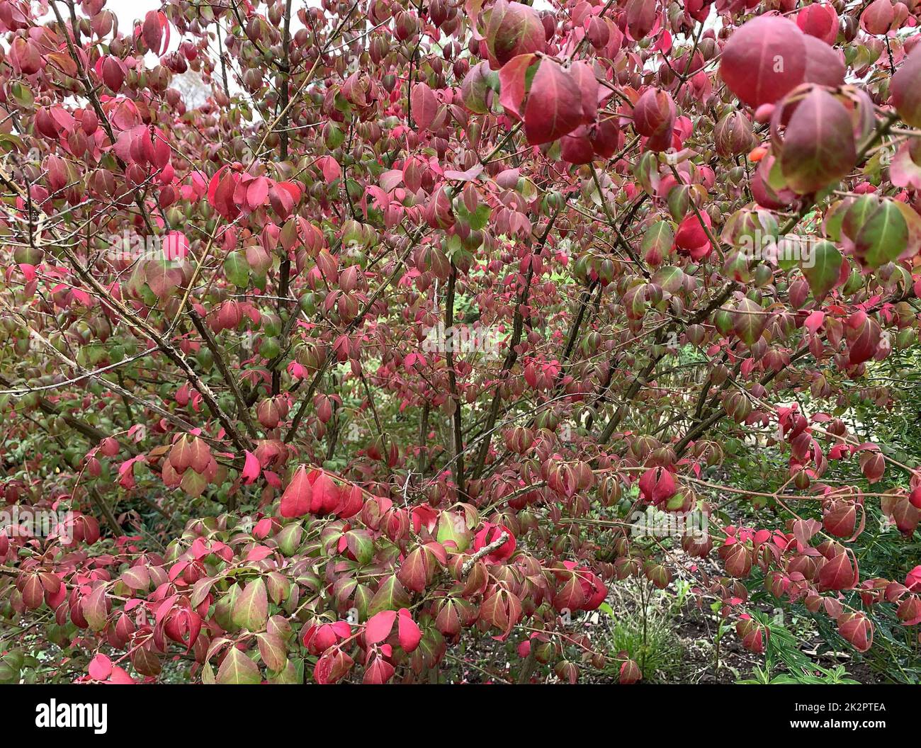 Close up the small garden tree or large bush Euonymus alatus or Winged ...