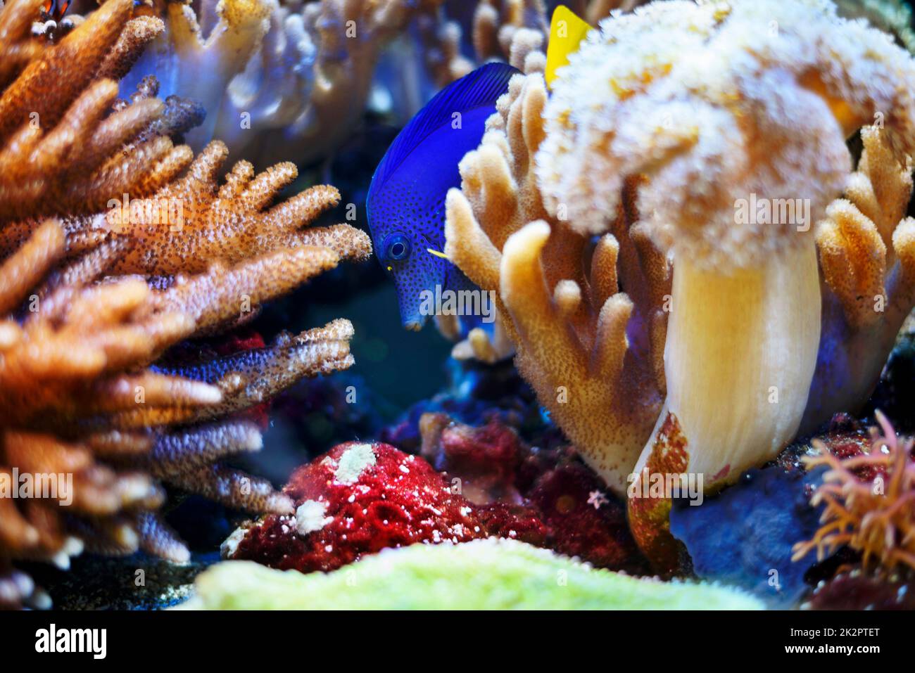 Blue fish hi-res stock photography and images - Alamy
