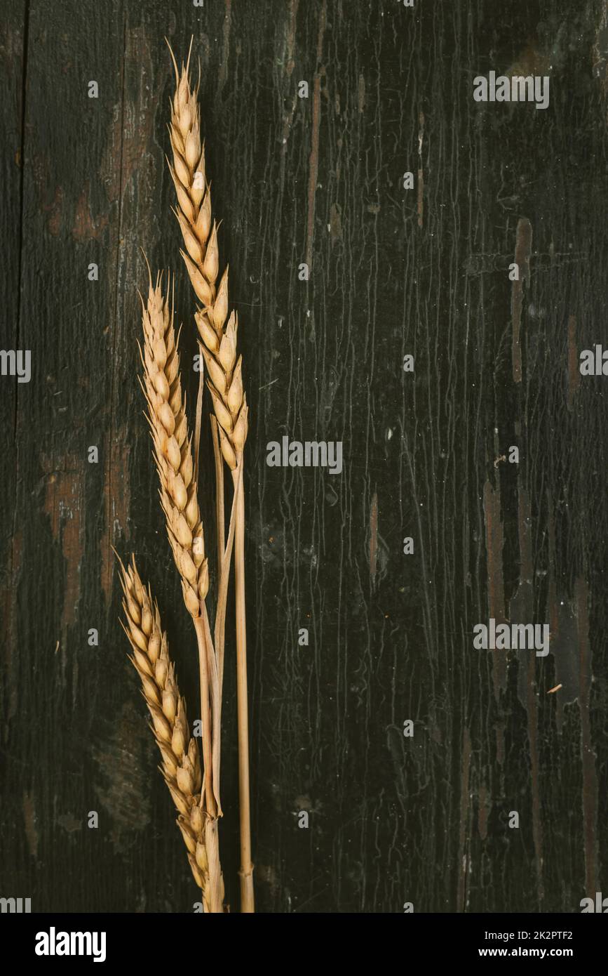 Wheat ears hi-res stock photography and images - Alamy