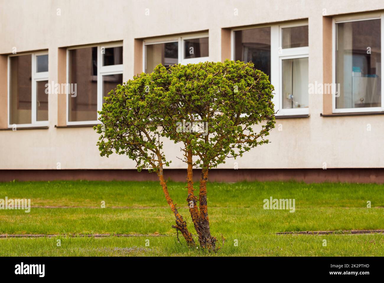 Decorative trimmed green bush on the lawn in the courtyard Stock Photo ...