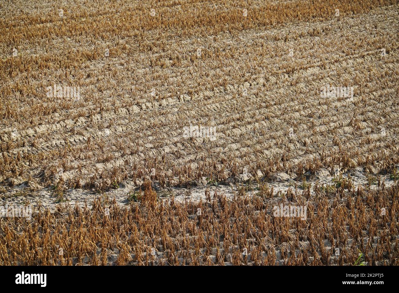 Dried vegetable field in summer under blue sky Stock Photo - Alamy
