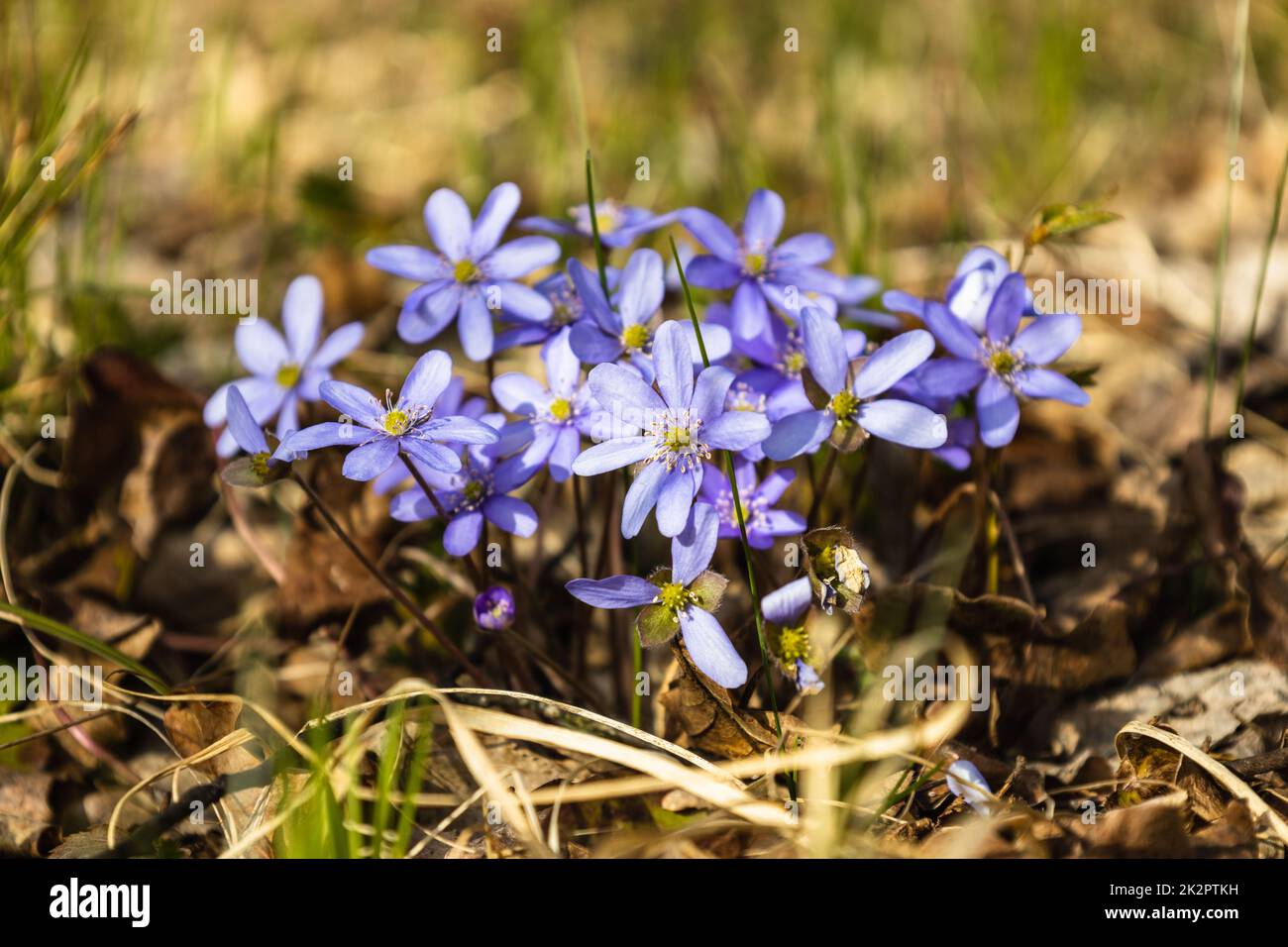 First spring flower, blue wildflower or Hepatica Nobilis blooming in ...