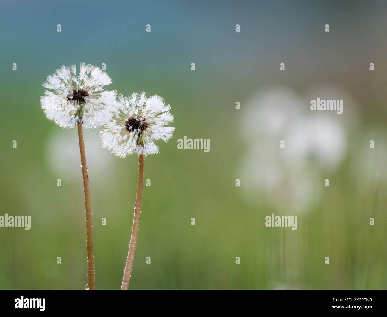 Dandelion with seeds hi-res stock photography and images - Alamy