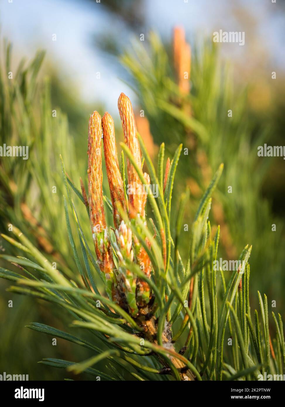 European larch (Larix decidua) green cones on branch Stock Photo - Alamy