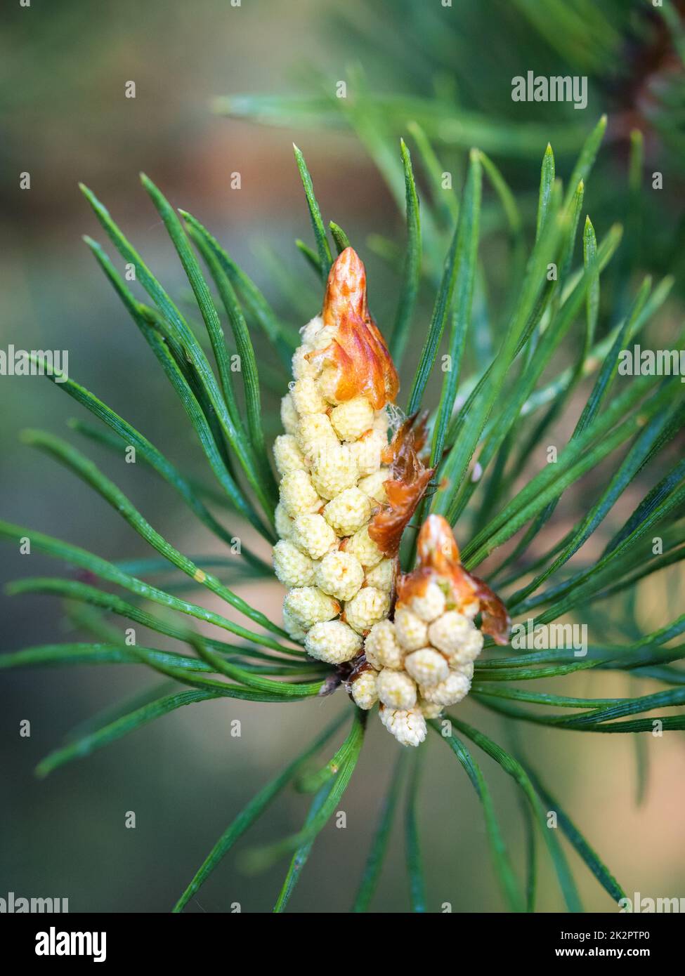 European larch cones larix decidua hi-res stock photography and images ...