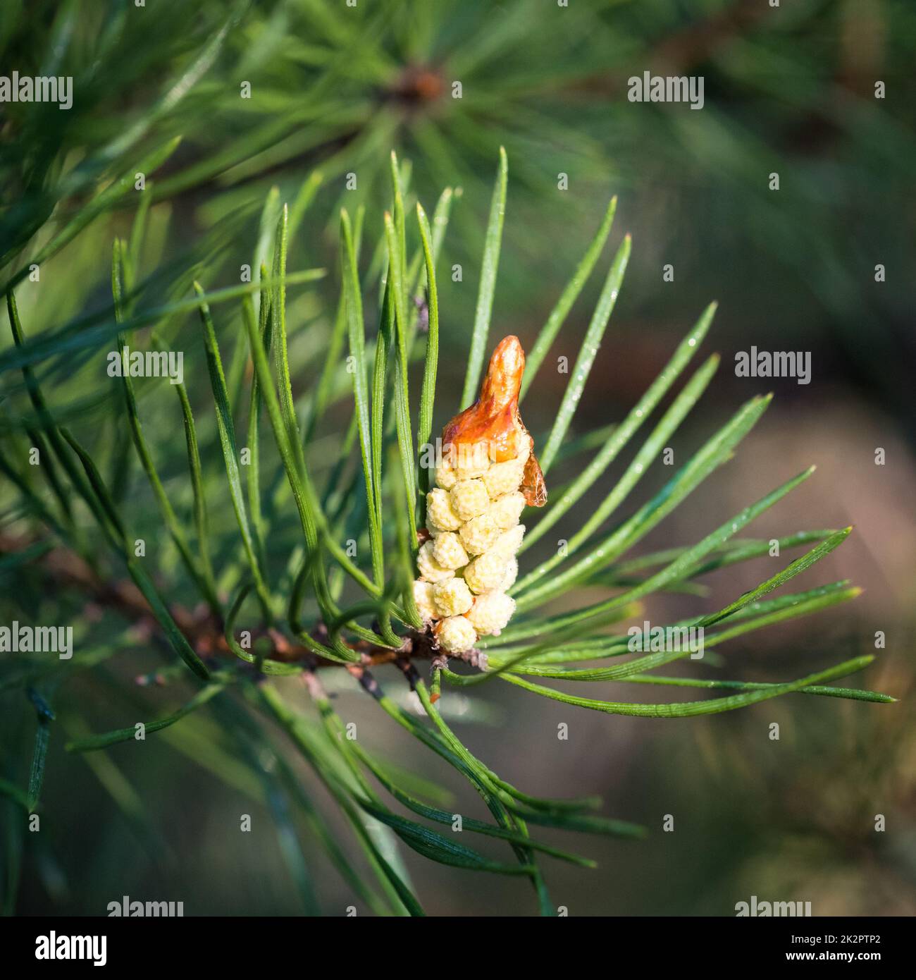 European larch cones larix decidua hi-res stock photography and images ...