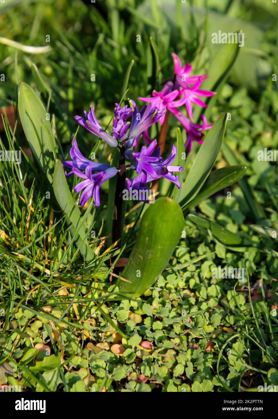 Close-up of opened flower of hyacinth Stock Photo - Alamy
