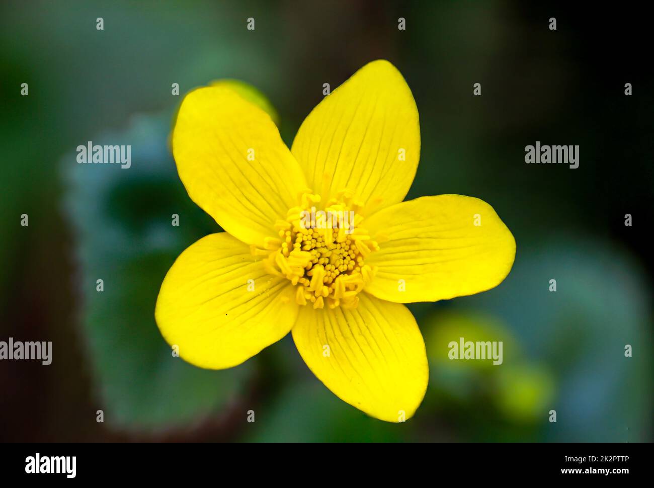 Close up of a marsh marigold. The flowers of a marsh marigold Stock ...
