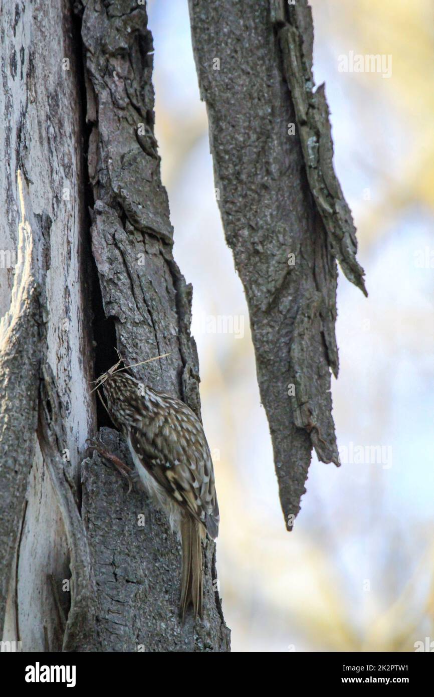 A garden treecreeper, Certhia brachydactyla brings nesting material to ...