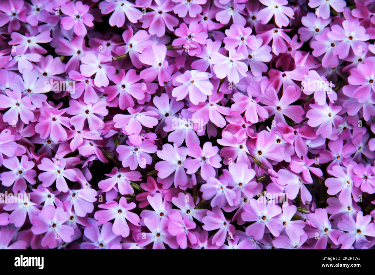Lush pink phlox flowers hi-res stock photography and images - Alamy